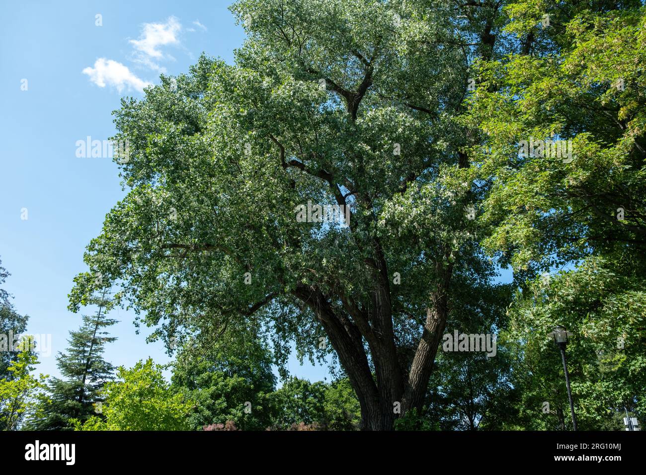Large tree in a park hi-res stock photography and images - Alamy
