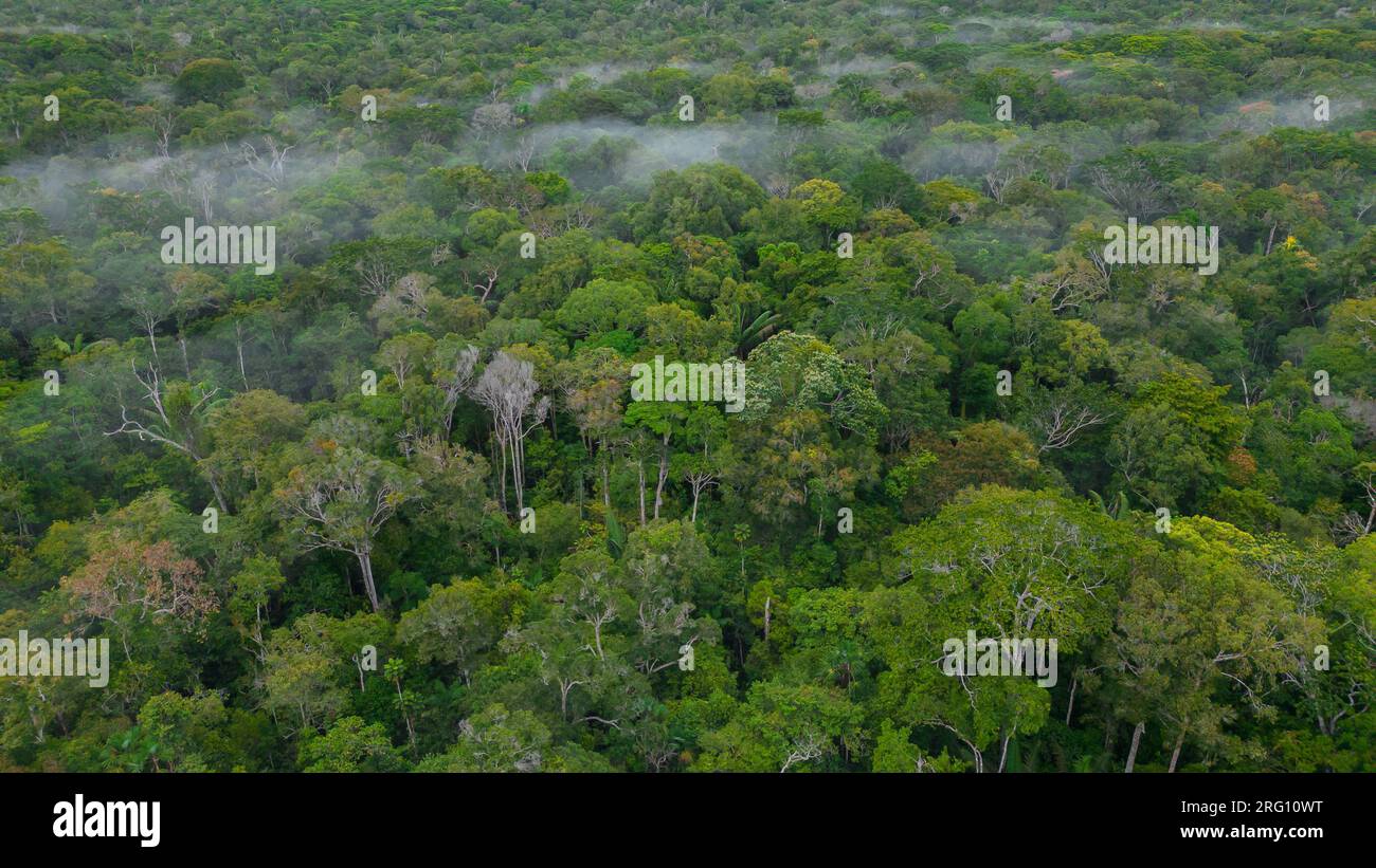 AMAZON TROPICAL JUNGLE, GREEN TREES Stock Photo - Alamy