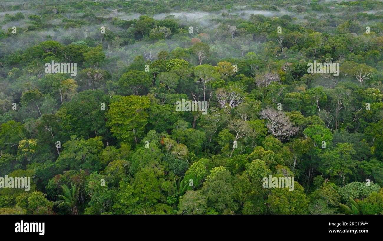 AMAZON TROPICAL JUNGLE, GREEN TREES Stock Photo - Alamy