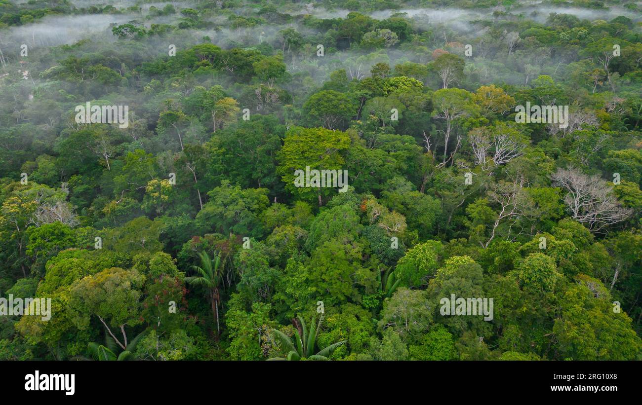 AMAZON TROPICAL JUNGLE, GREEN TREES Stock Photo - Alamy