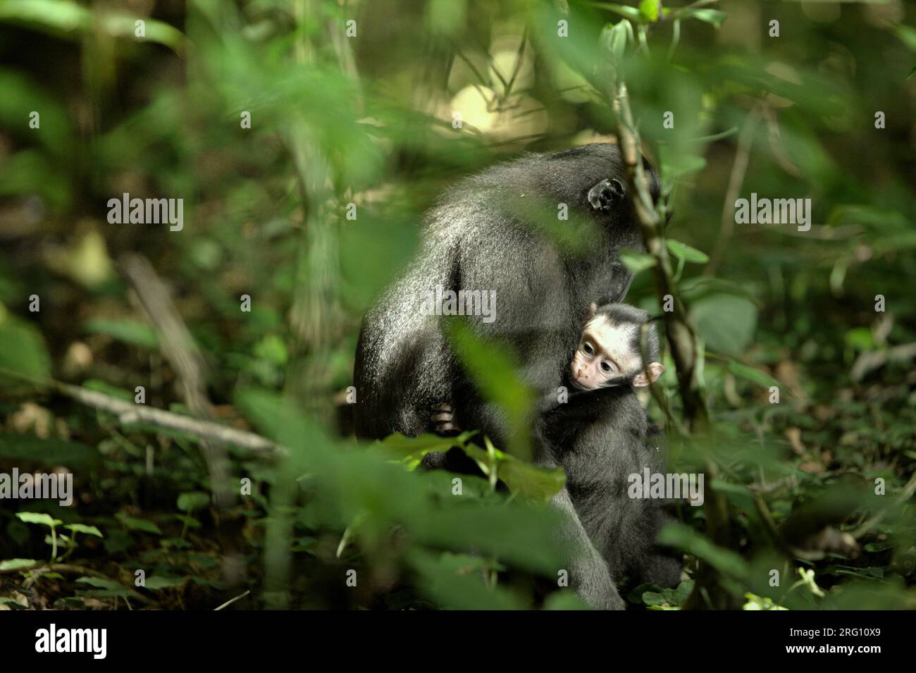 Macaque life cycle hi-res stock photography and images - Alamy