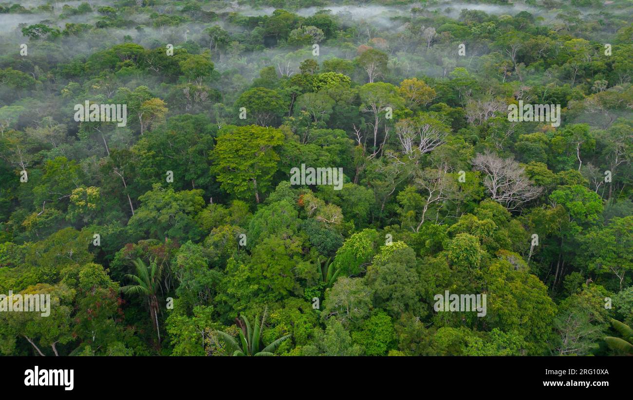 AMAZON TROPICAL JUNGLE, GREEN TREES Stock Photo - Alamy