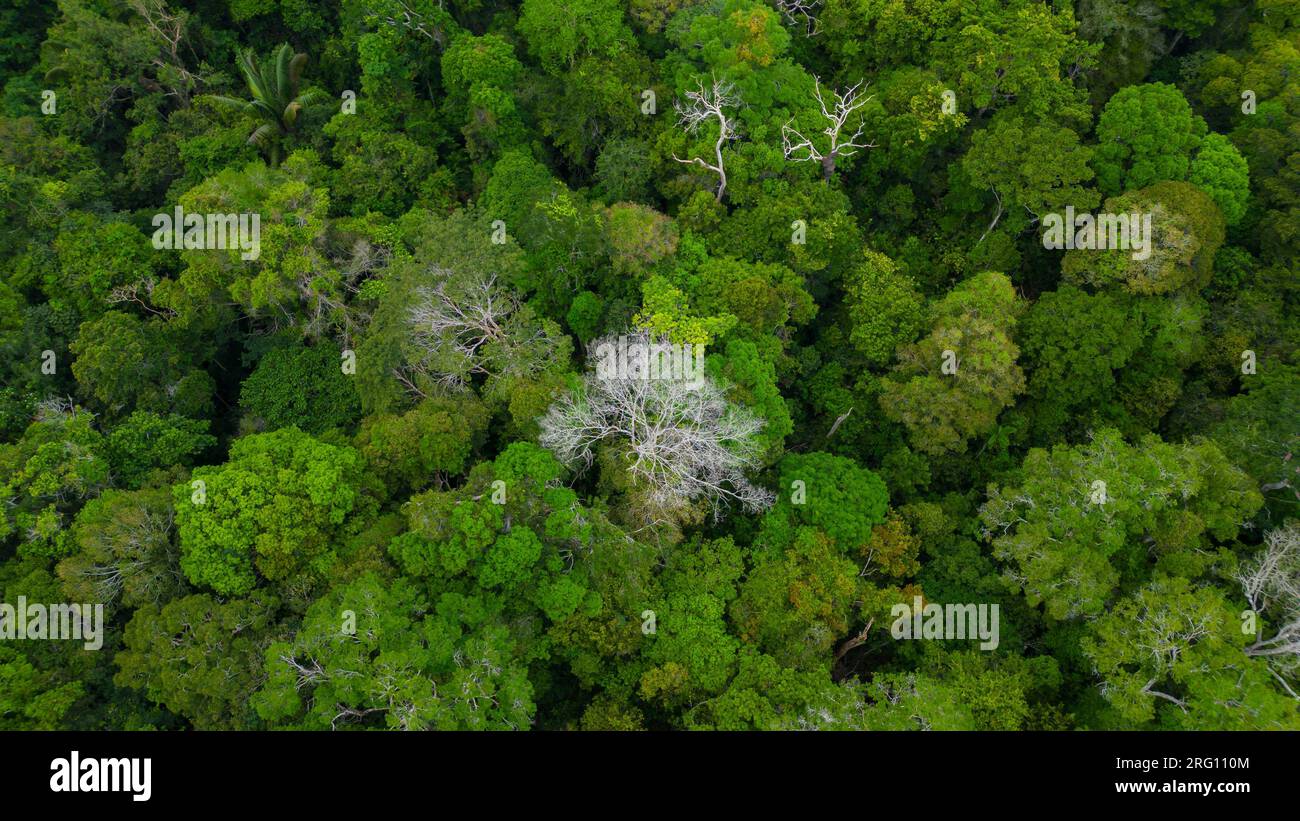AMAZON TROPICAL JUNGLE, GREEN TREES Stock Photo - Alamy