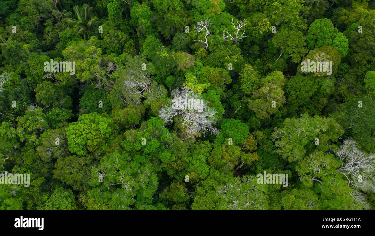 AMAZON TROPICAL JUNGLE, GREEN TREES Stock Photo - Alamy