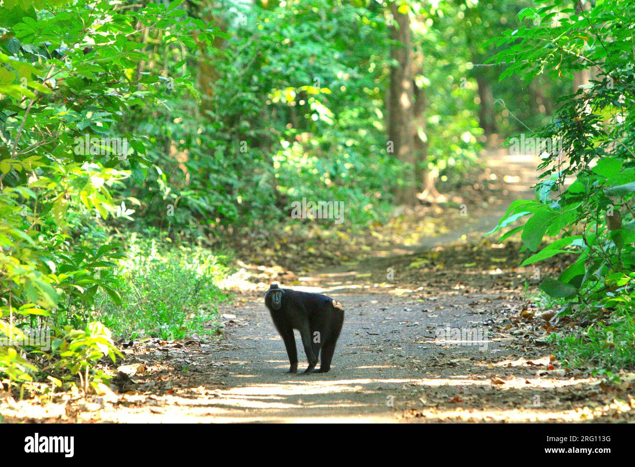 A crested macaque (Macaca nigra) is photographed on a road in Tangkoko ...