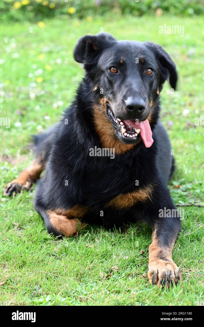Portrait of three years old French Beauceron bitch (sheep dog from ...