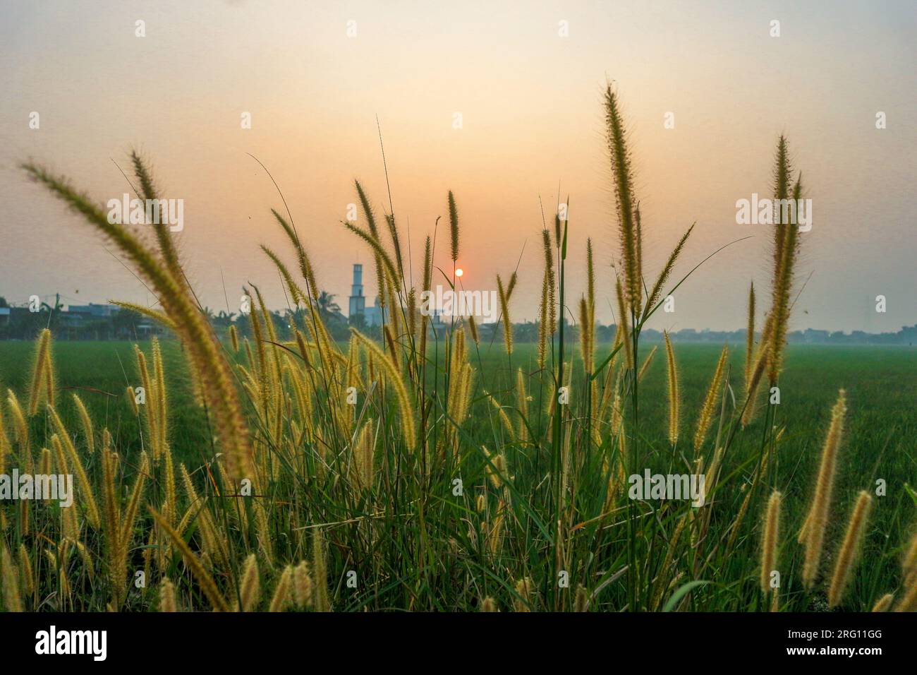 view of alang alang at sunrise or sunset with a grass background Stock ...