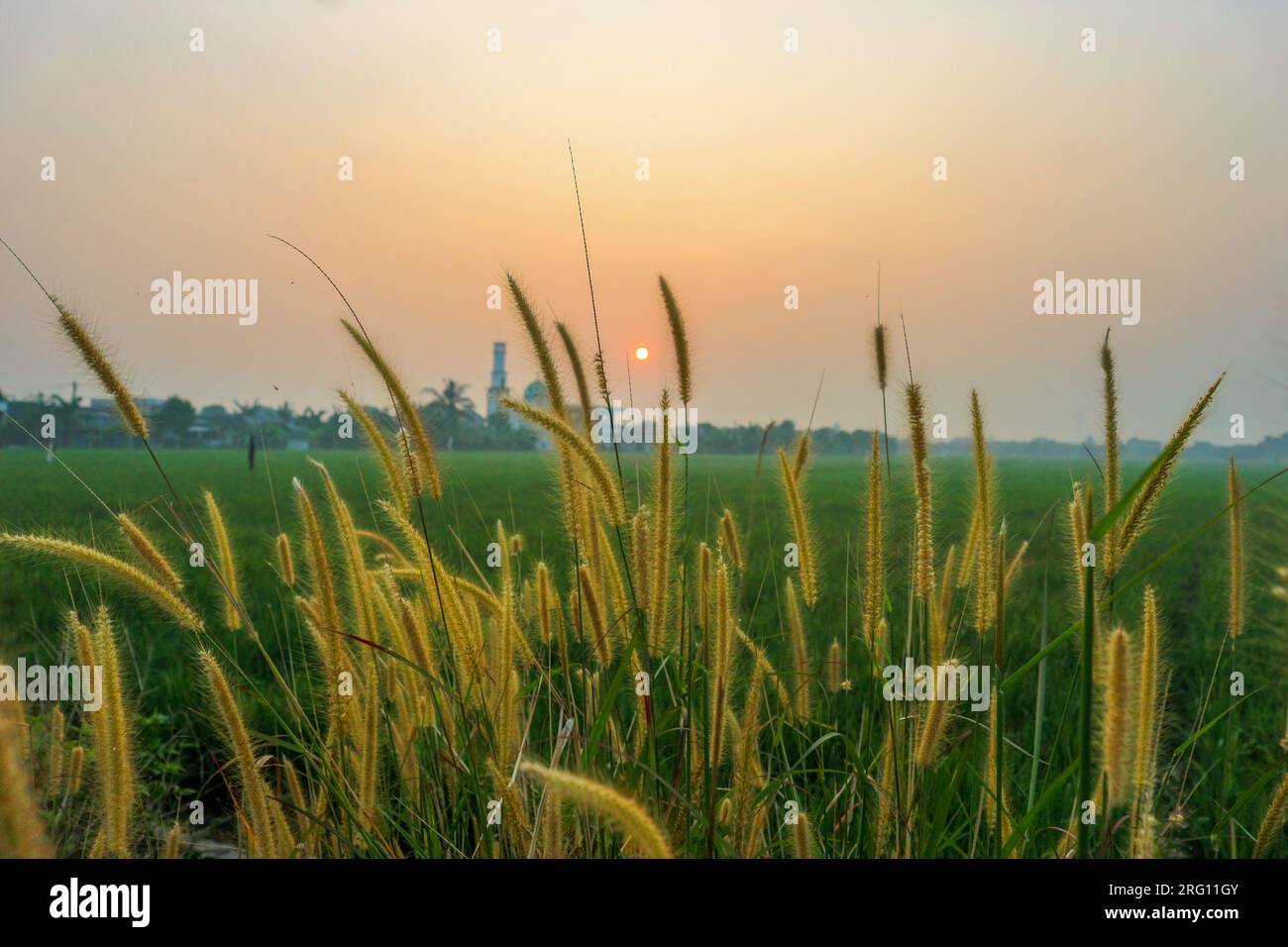 view of alang alang at sunrise or sunset with a grass background Stock ...