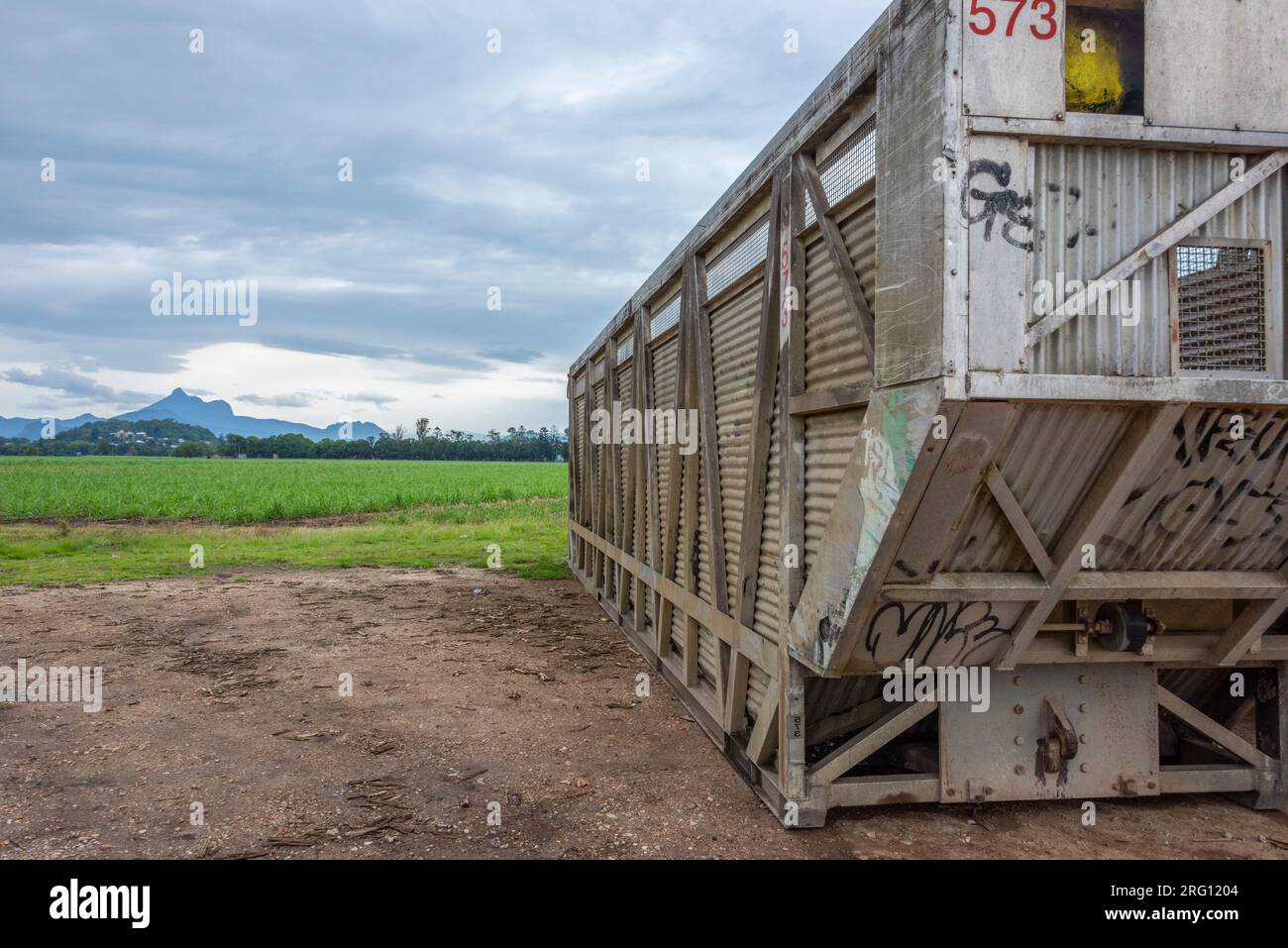 cane bins parked ready for harvest in the sugar cane fields with Mount ...