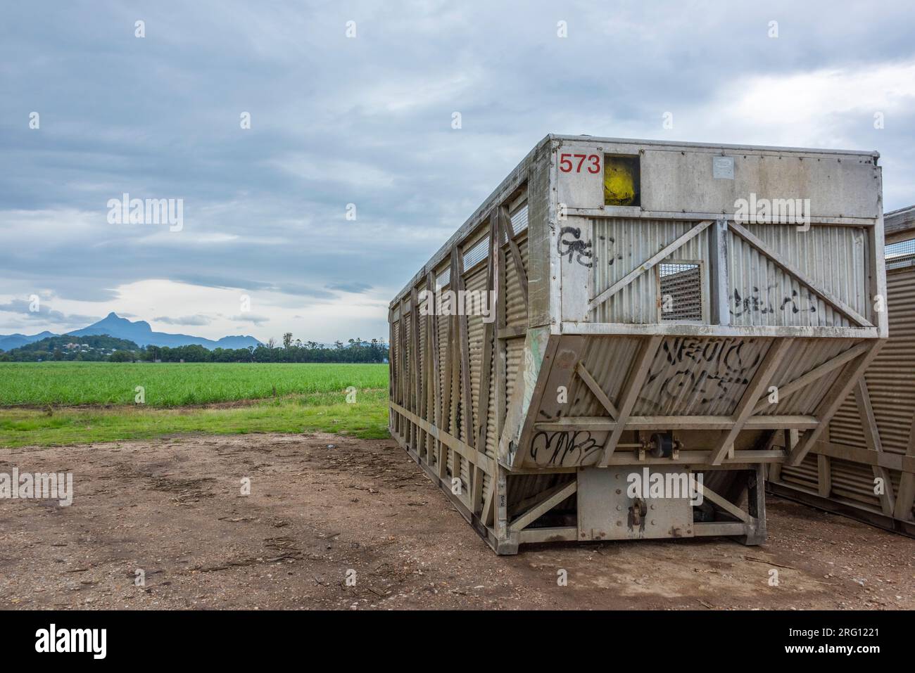 cane bins parked ready for harvest in the sugar cane fields with Mount ...