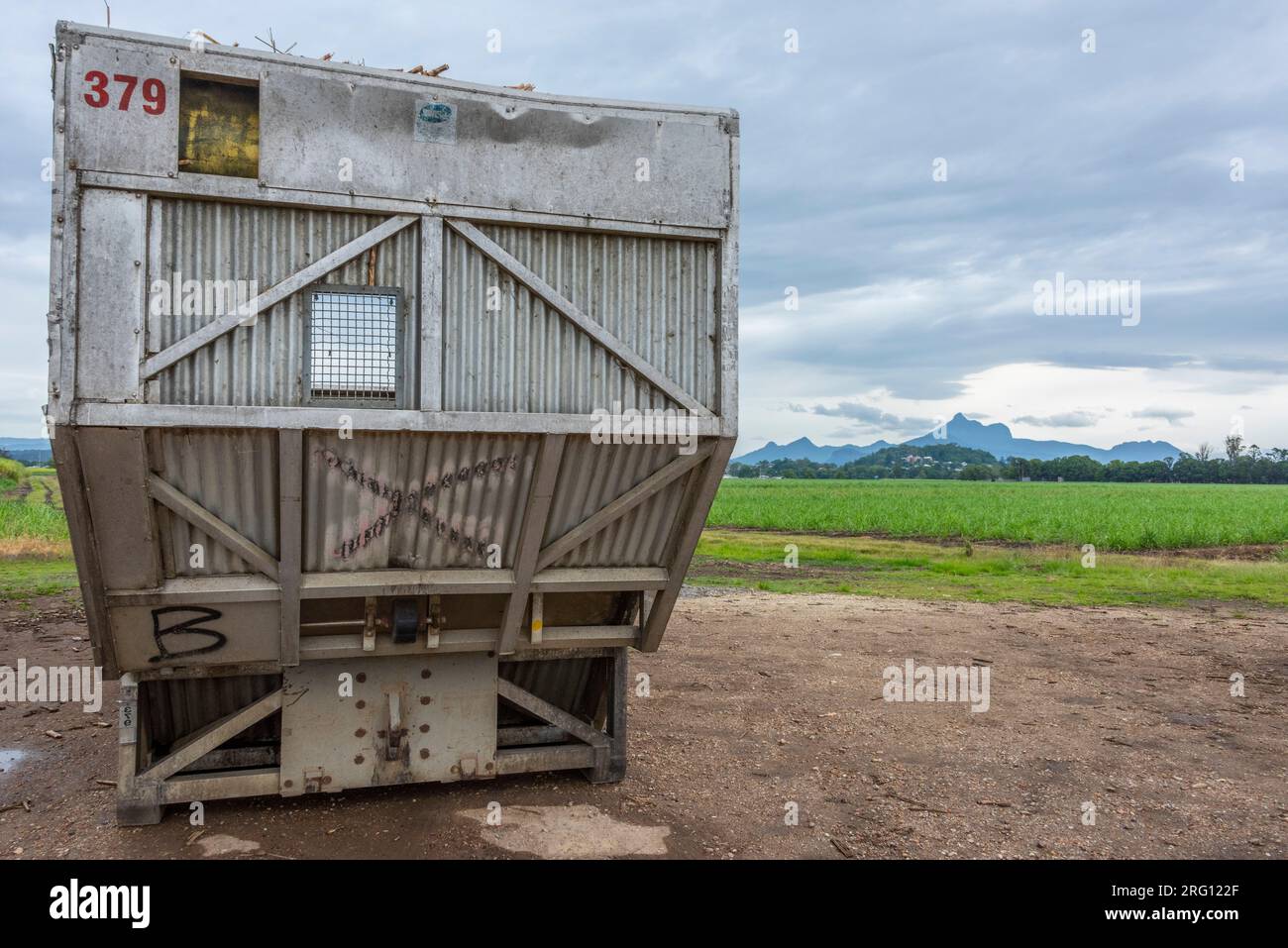 cane bins parked ready for harvest in the sugar cane fields with Mount ...