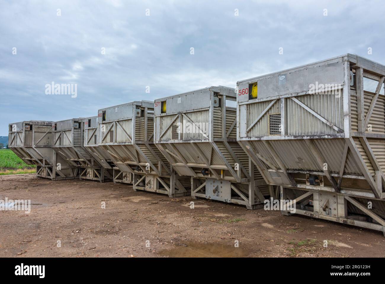 cane bins parked ready for harvest in the sugar cane fields with Mount ...