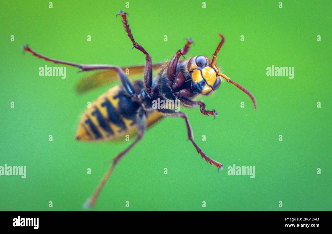 Wrinkled wasp hi-res stock photography and images - Alamy