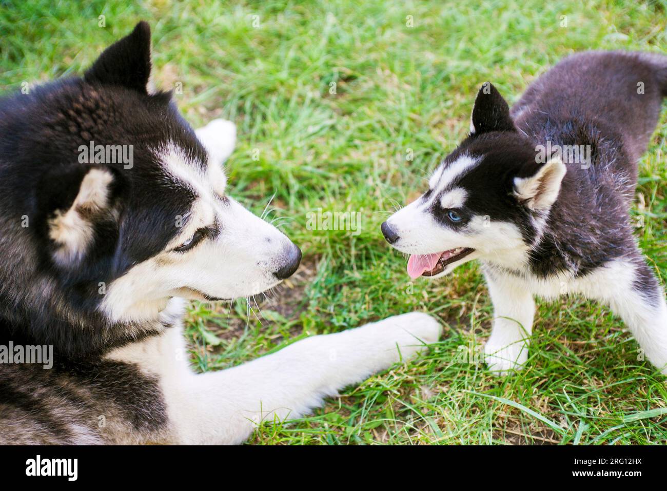Young couple playing cute husky hi-res stock photography and images - Alamy