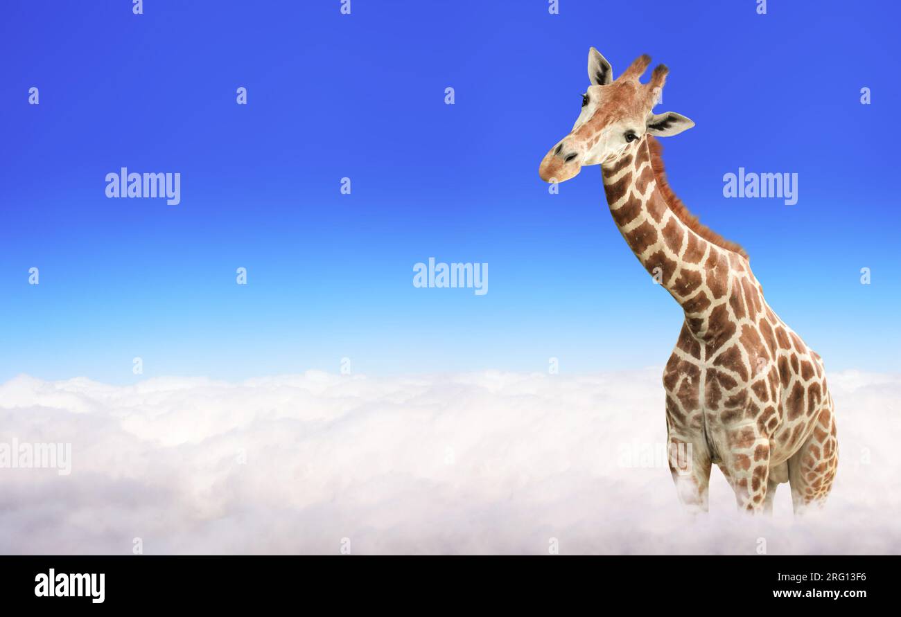 Horizontal banner with giraffe above clouds. Cute giraffe in the sky ...