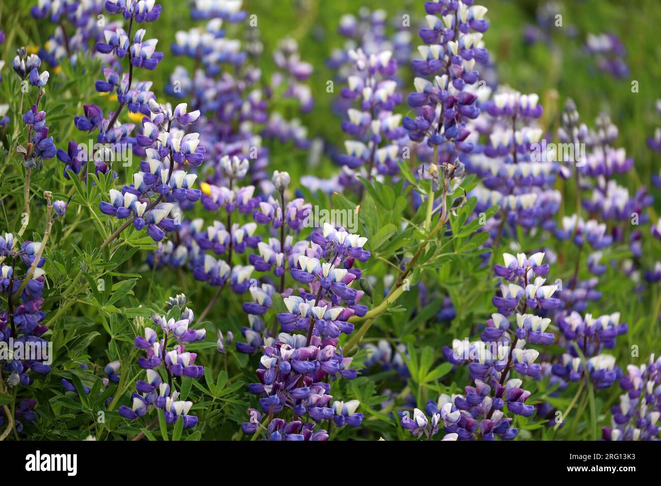 Alaska lupine lupinus nootkatensis hi-res stock photography and images ...