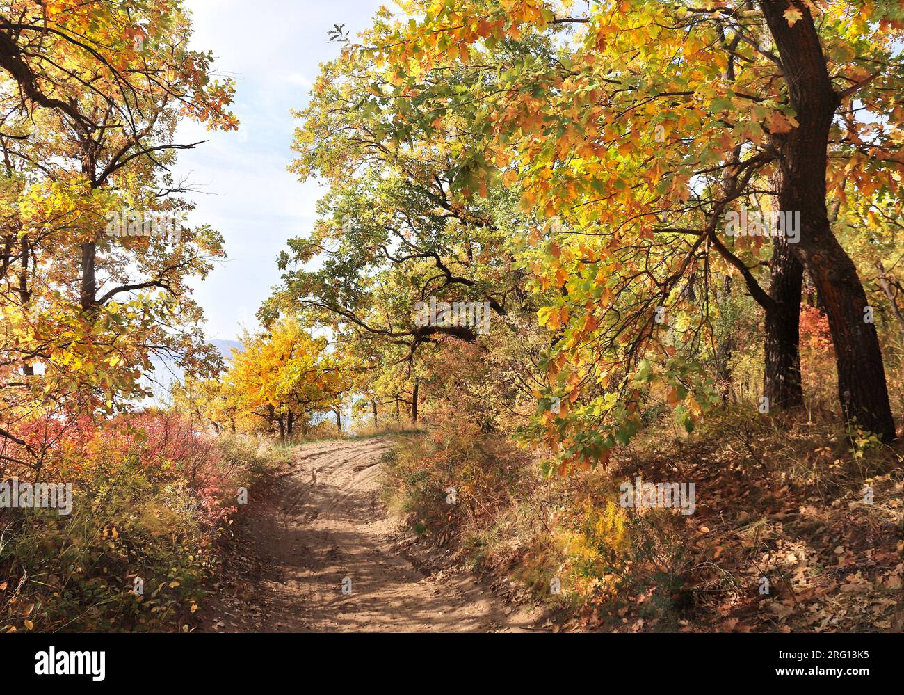 Calm fall season. Beautiful landscape with road in autumn forest ...