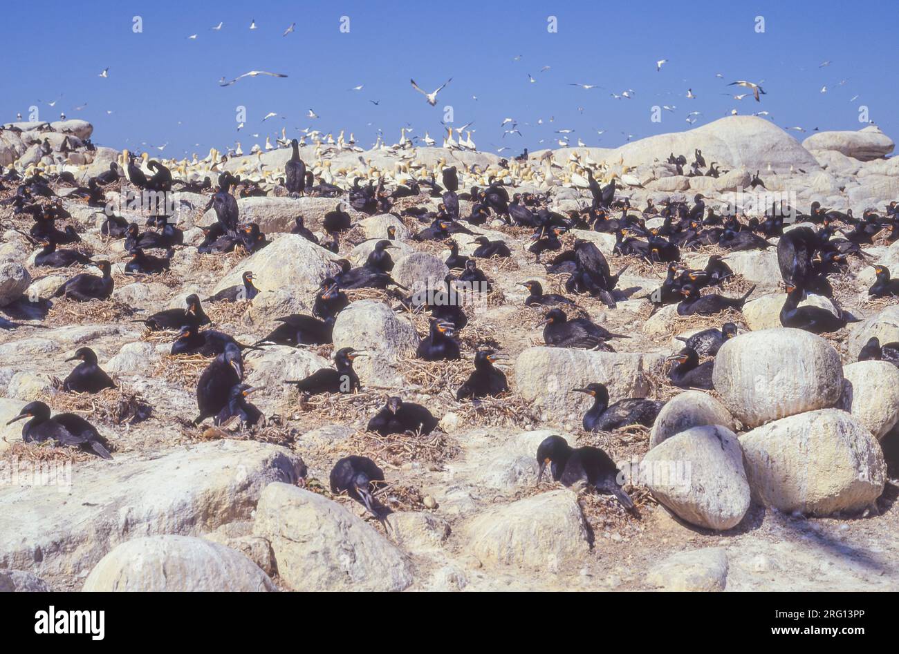 Malgas island hi-res stock photography and images - Alamy