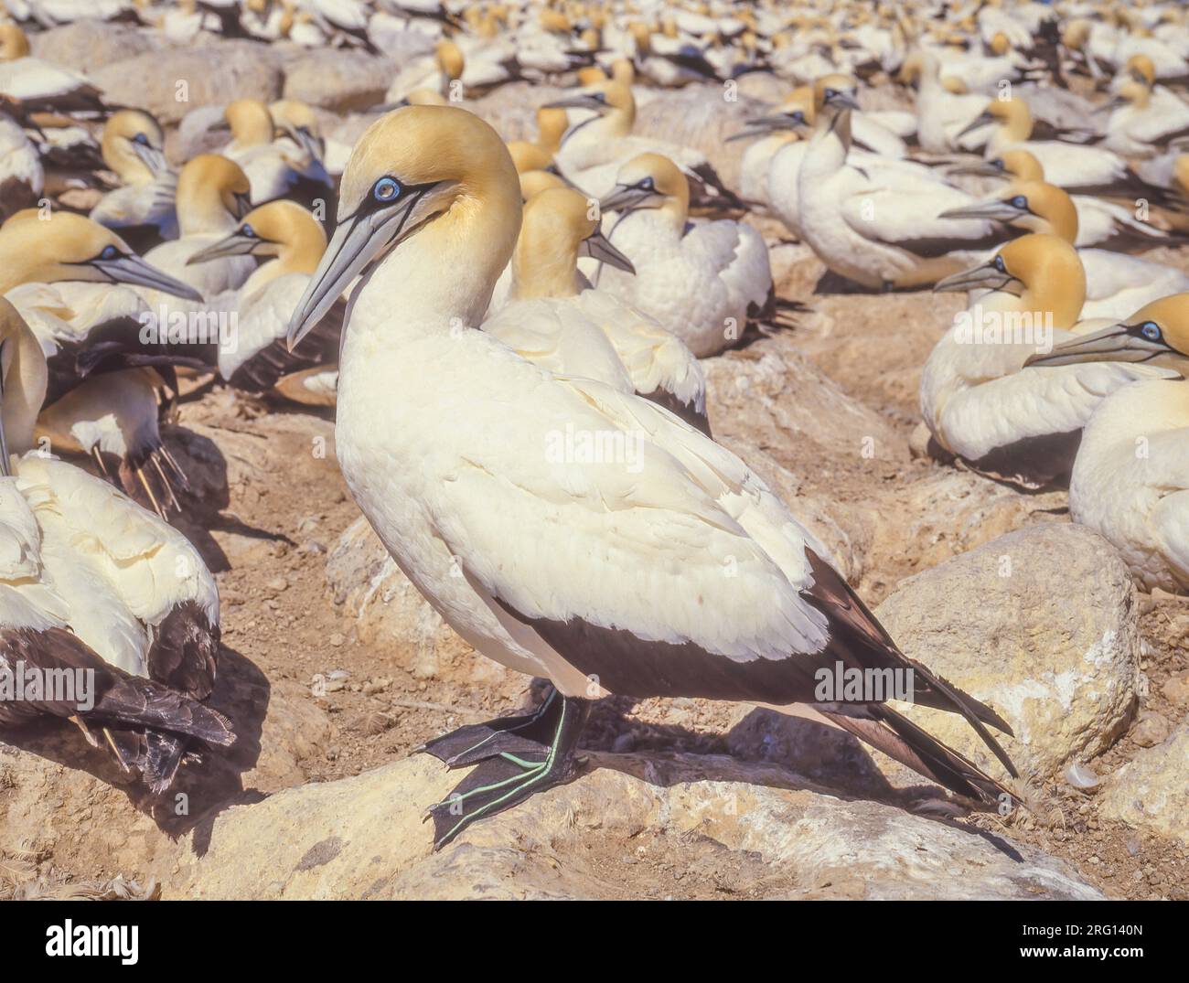 Cape gannets (Morus capensis) at Malgas Island, in the Western Cape ...