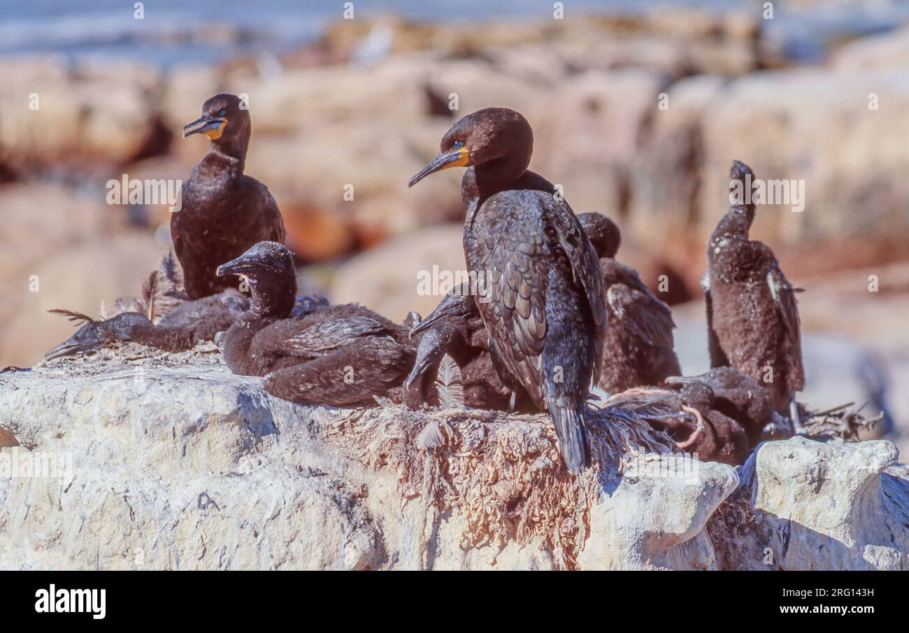 Cape Cormorants (Phalacrocorax capensis) at Malgas Island, in the ...