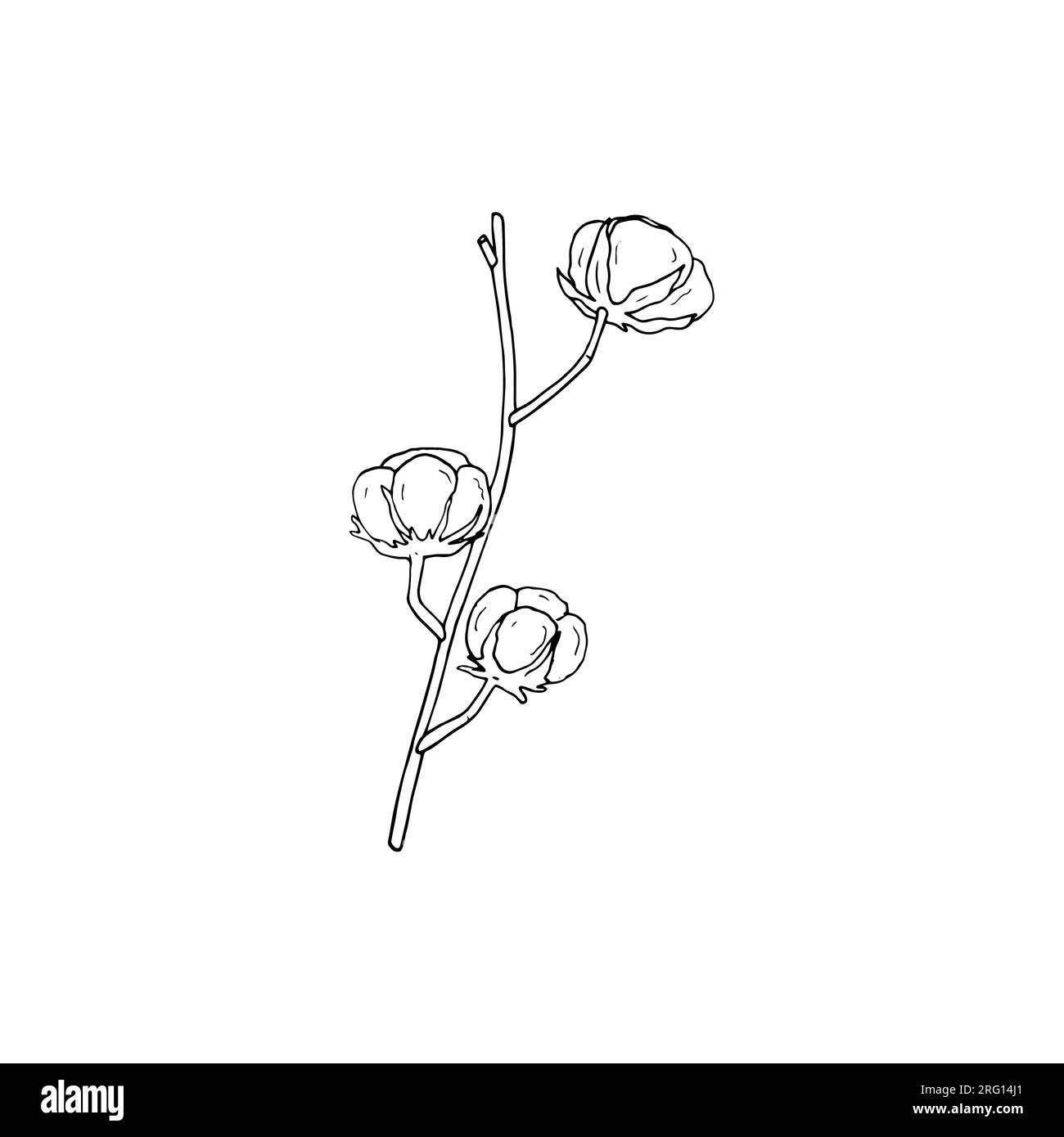 Cotton branch in doodle style, hand-drawn Botanical vector illustration ...