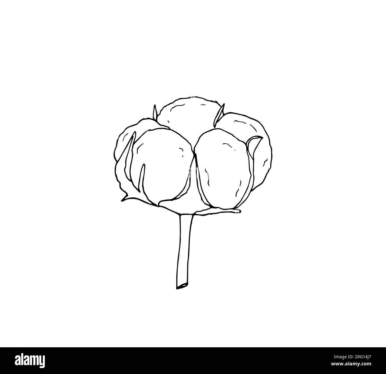 Hand drawn cotton Vector illustration. Isolated on white background ...