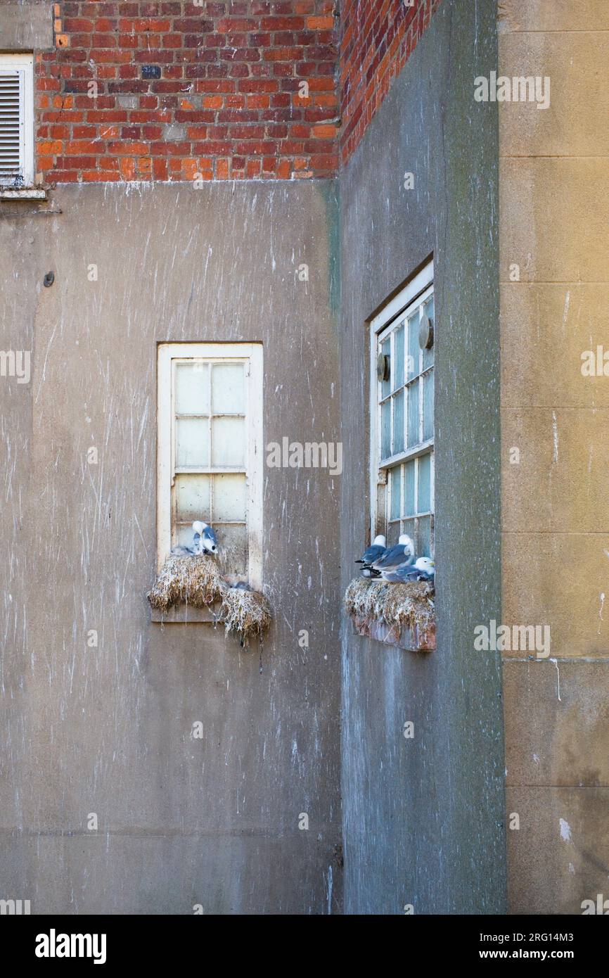 Nests on windows hi-res stock photography and images - Alamy