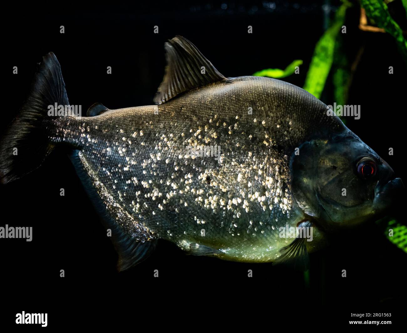 Piranha fish hi-res stock photography and images - Alamy