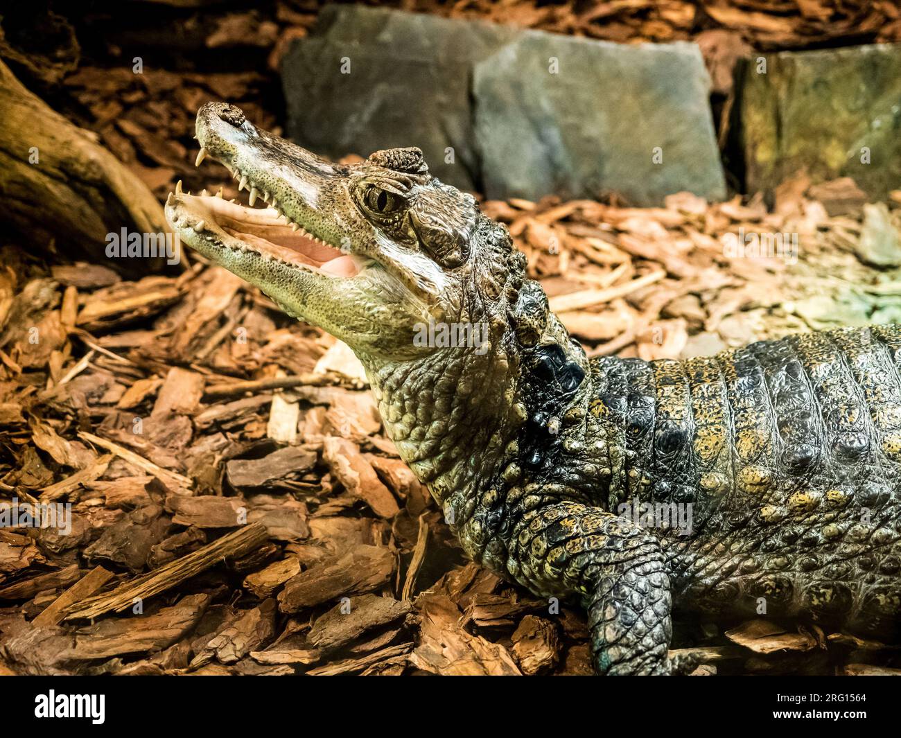 crocodile with open mouth in terrarium in the zoo. crocodile jaws Stock ...