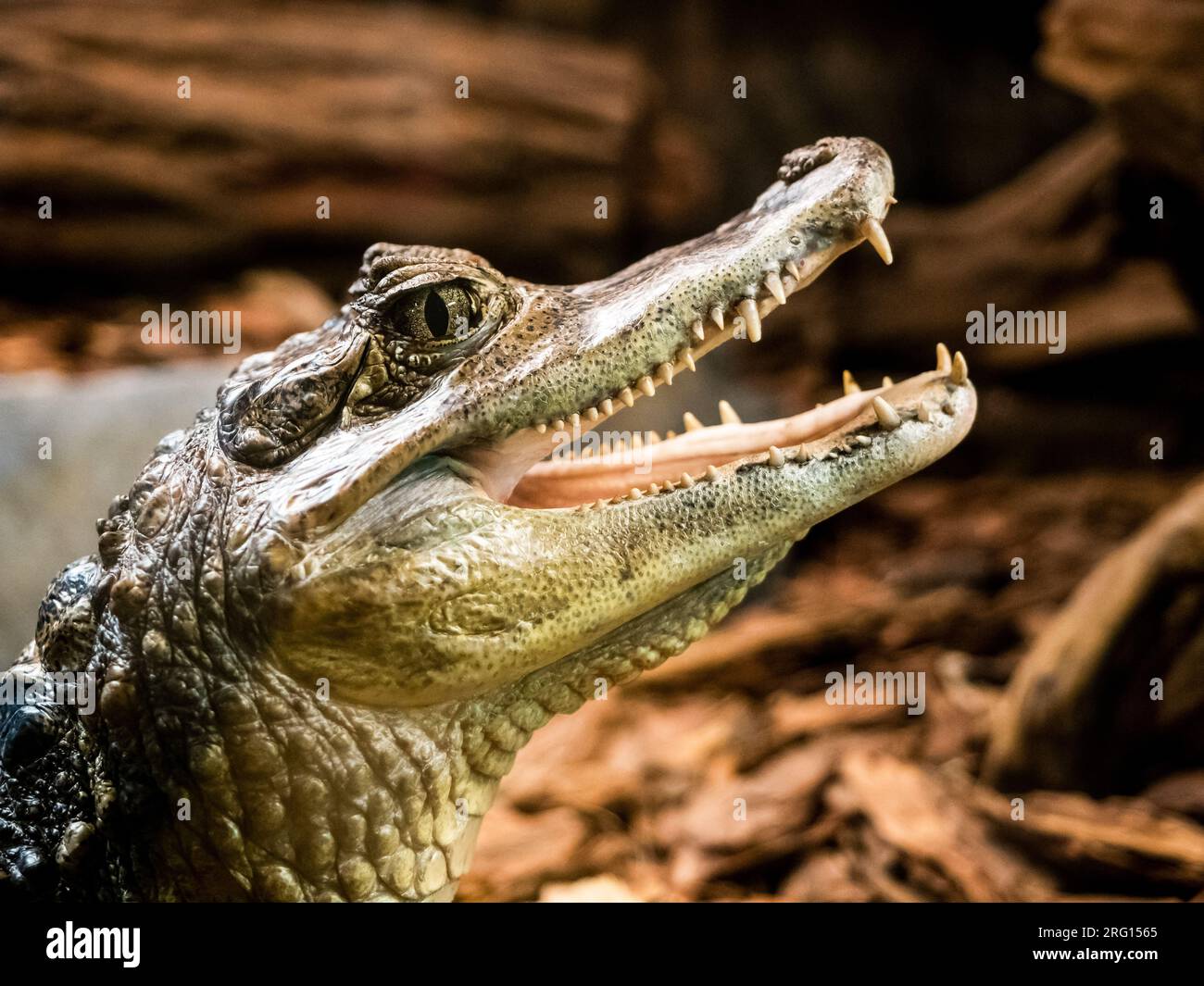 Saltwater crocodile mouth open hi-res stock photography and images - Alamy