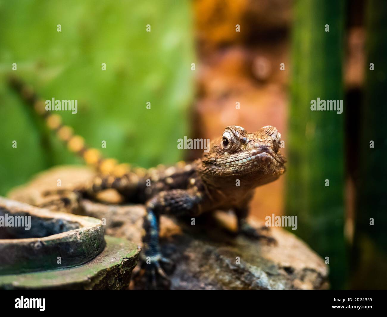 a small lizard on a warm stone looks into the camera from a terrarium ...