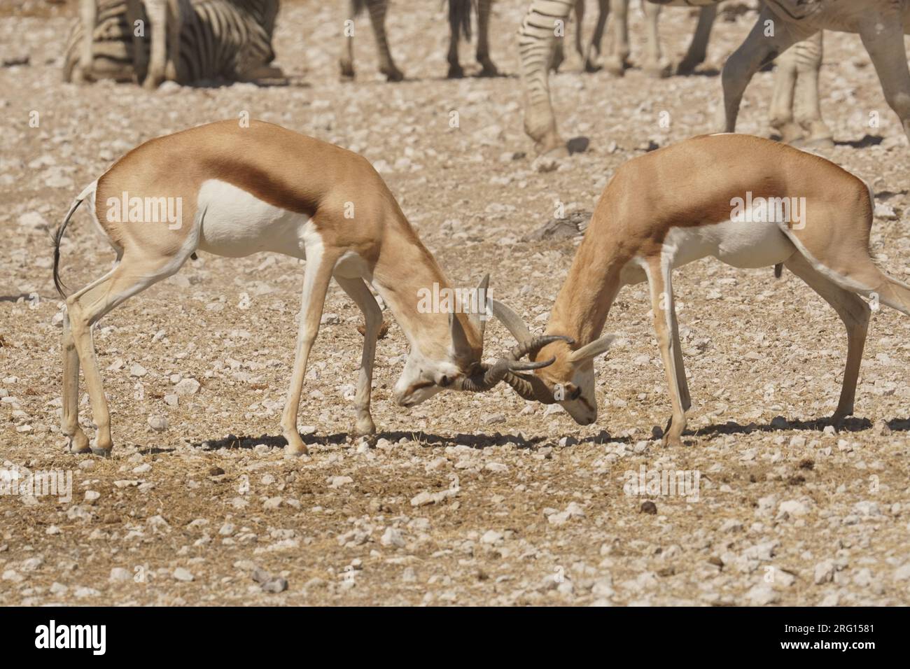 Springböcke kämpfen Etosha Nationalpark Namibia Stock Photo - Alamy