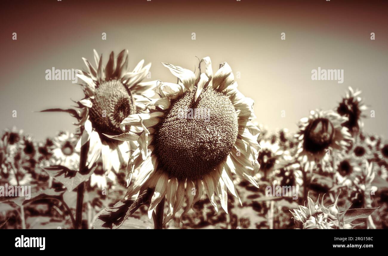 Vibrant sunflowers hi-res stock photography and images - Alamy