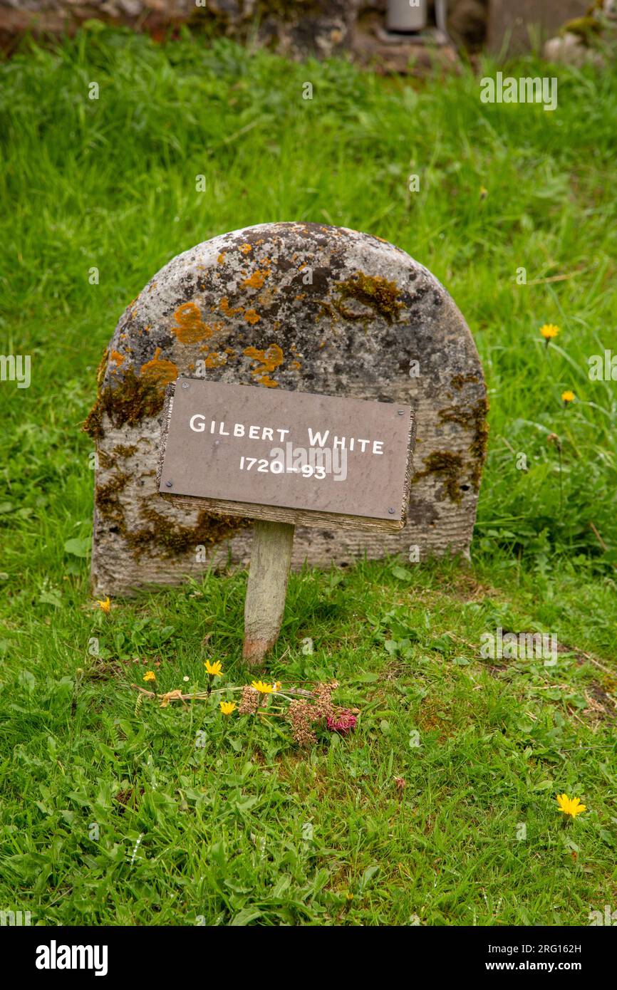 Gravestone marking the grave of naturalist Gilbert White in the parish ...