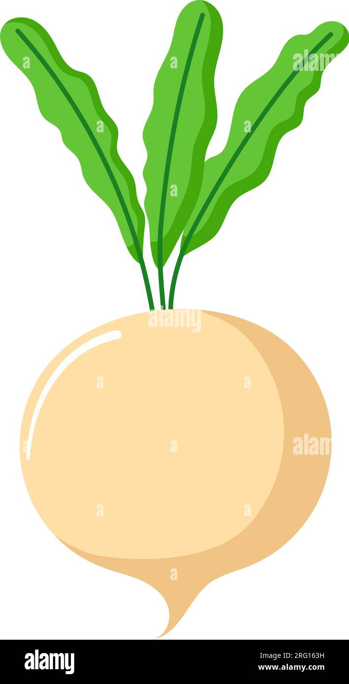 Funny cartoon turnip. Cute vegetable. Vector food illustration isolated ...