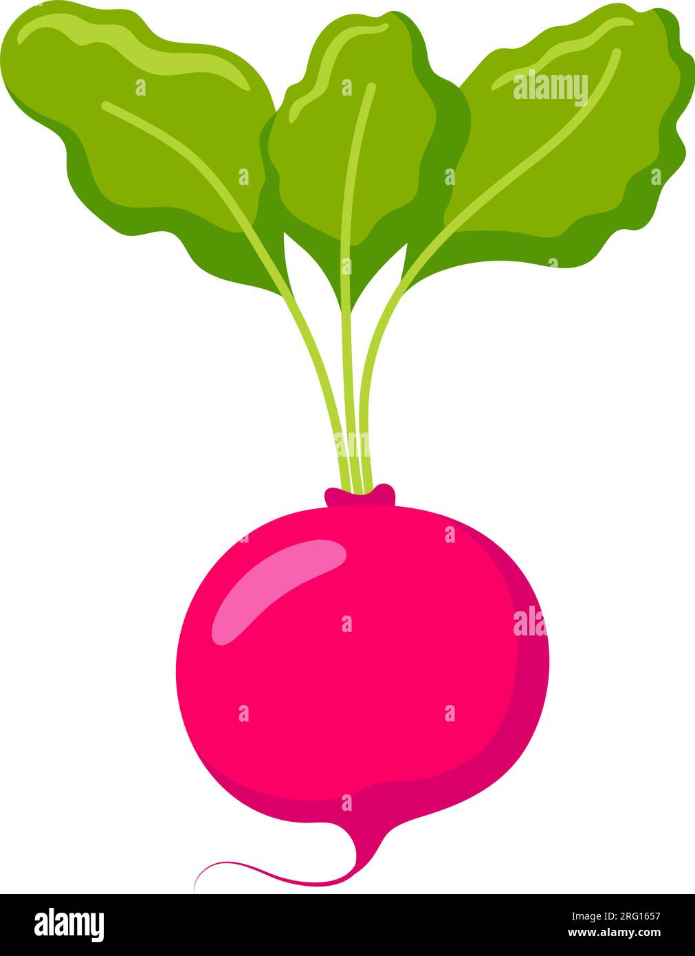Funny cartoon radish. Cute vegetable. Vector food illustration isolated ...