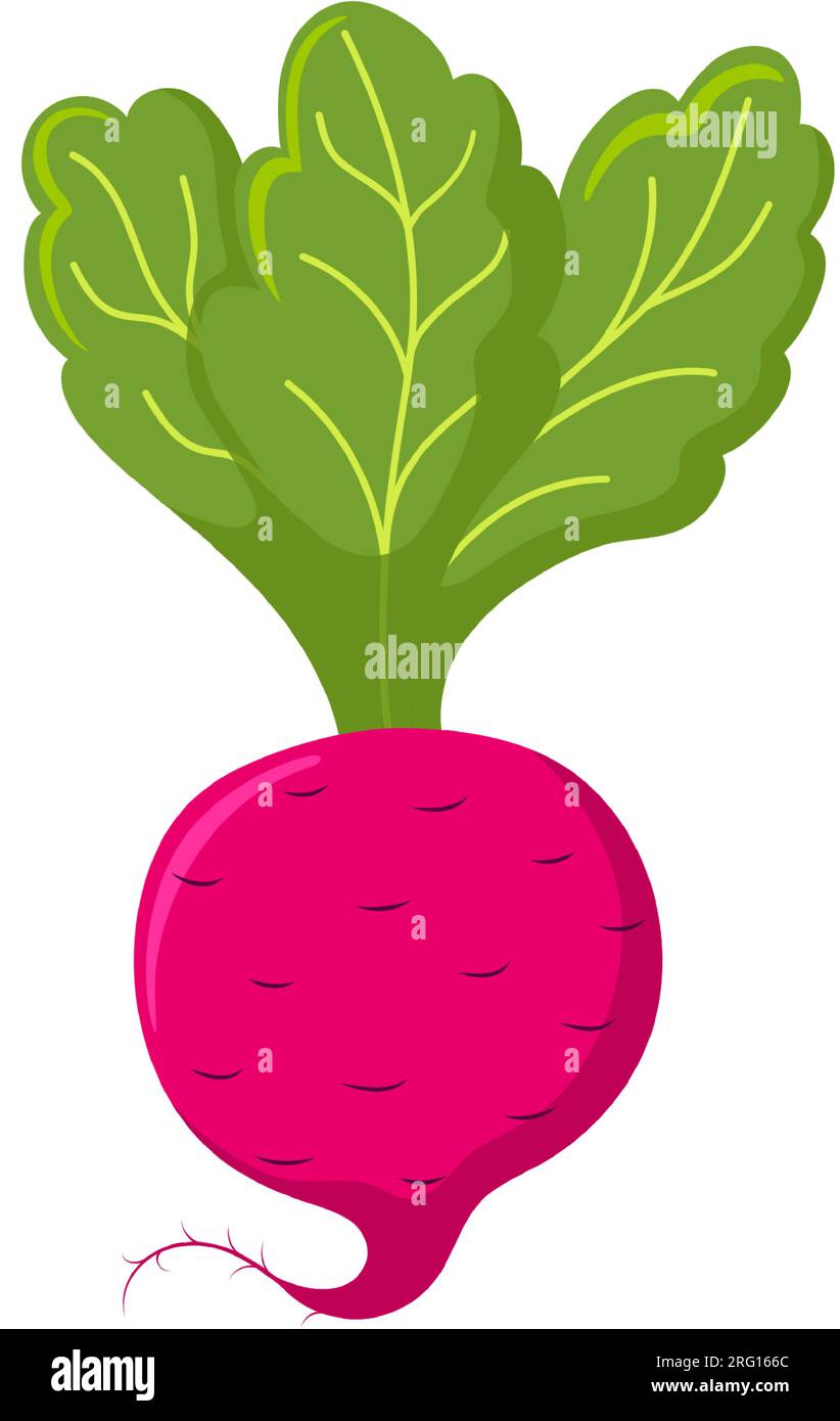 Funny cartoon beetroot. Cute vegetable. Vector food illustration ...