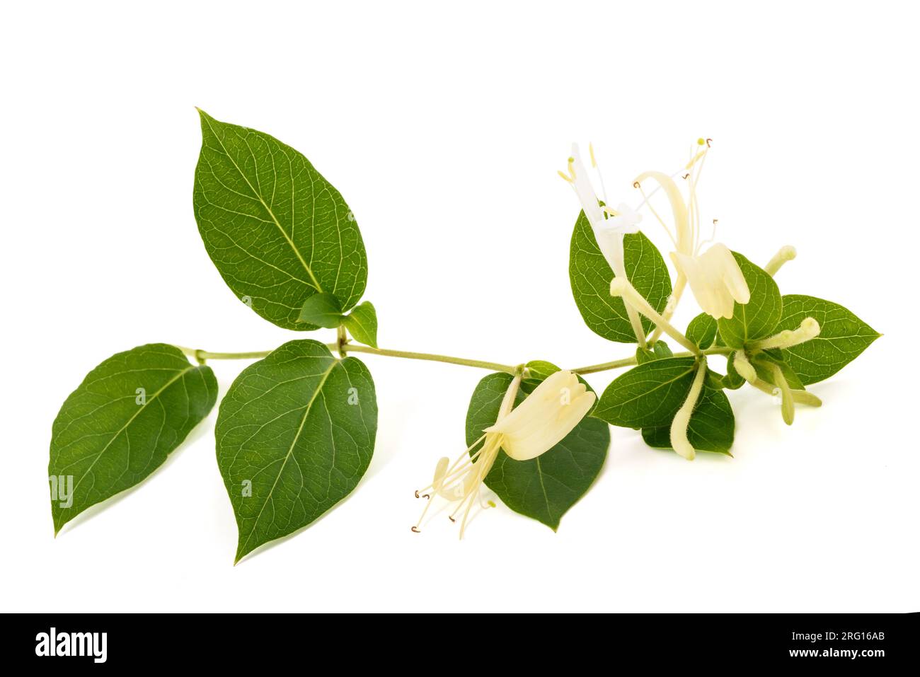 Honeysuckle flowers isolated on white background Stock Photo - Alamy