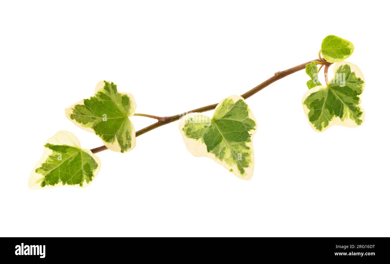 Ivy branch isolated on white background Stock Photo - Alamy