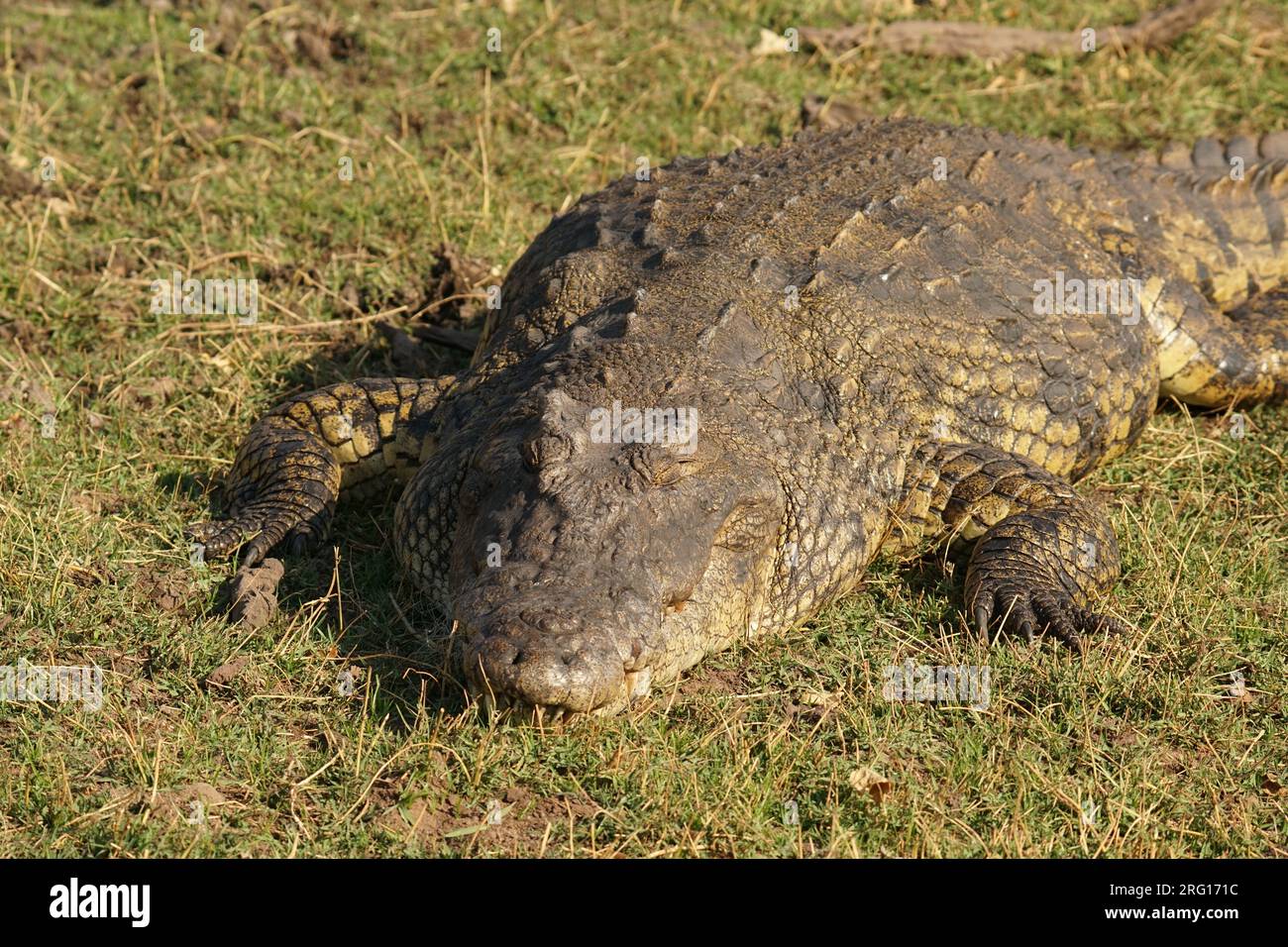 Wildlife krokodil hi-res stock photography and images - Alamy