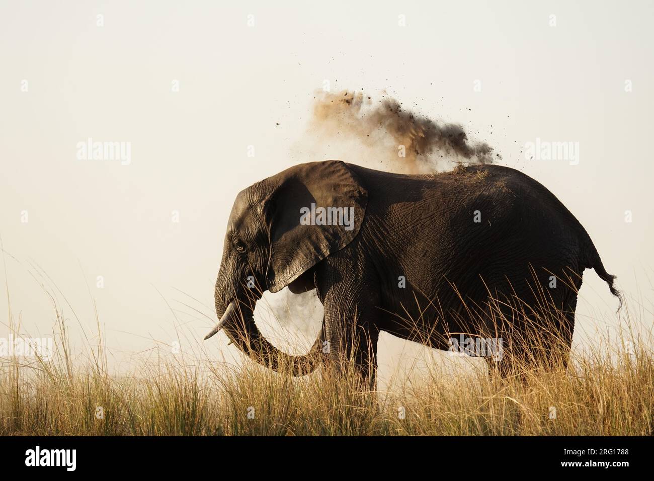 Elephant taking a sand bath Botswana Stock Photo - Alamy
