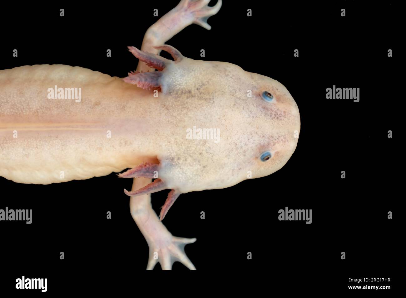 Top view of closeup of albino Mexican axolotl salamander with black ...