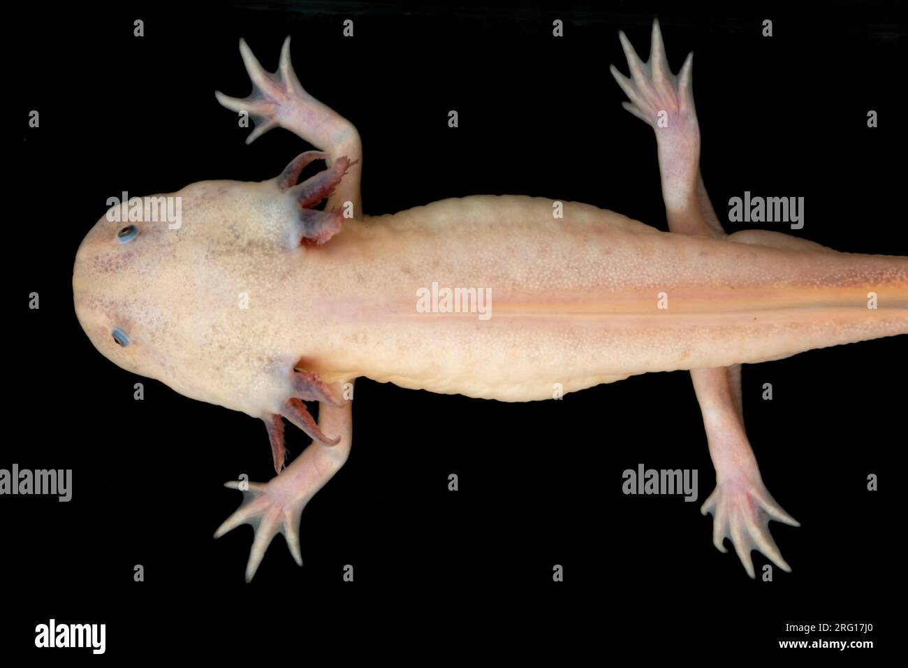 Mexican Albino