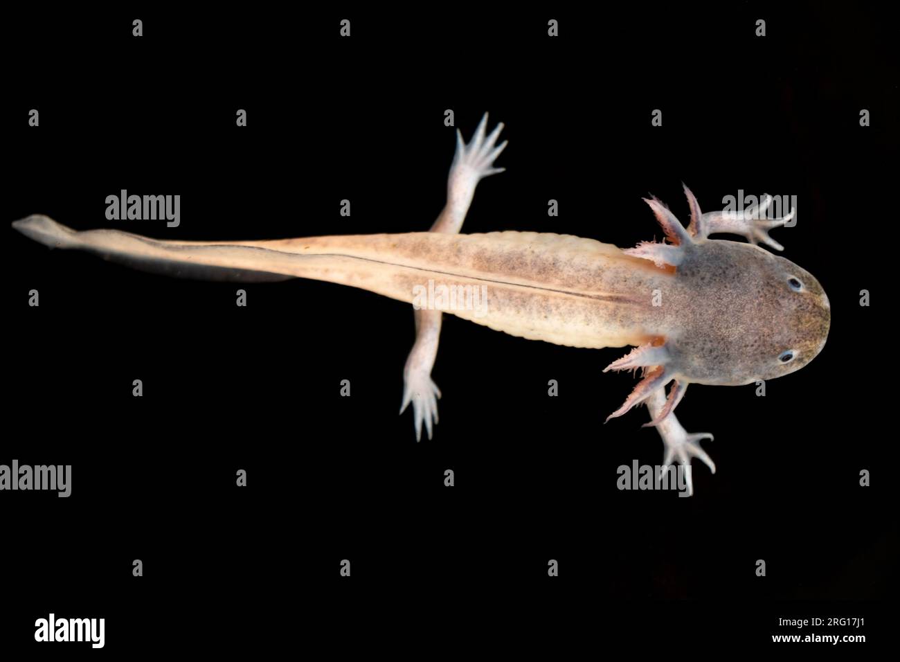 Top view closeup of grown up Mexican Axolotl salamander with feathery ...