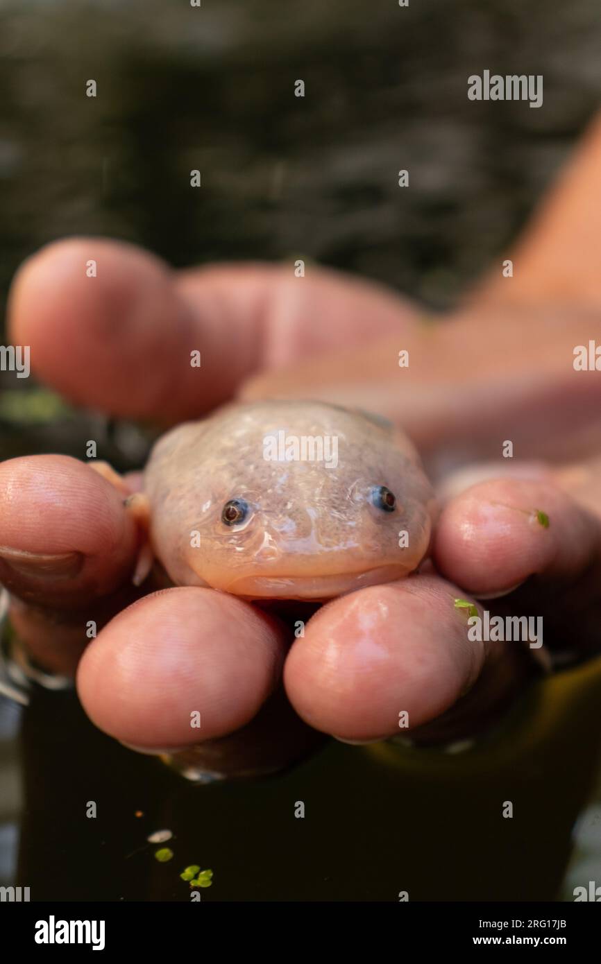 Closeup of anonymous male holding grown up albino Mexican Axolotl in ...