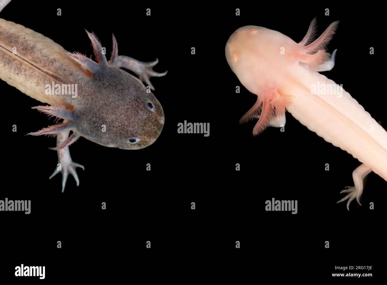 Top view of closeup of small albino and grownup Mexican Axolotles ...