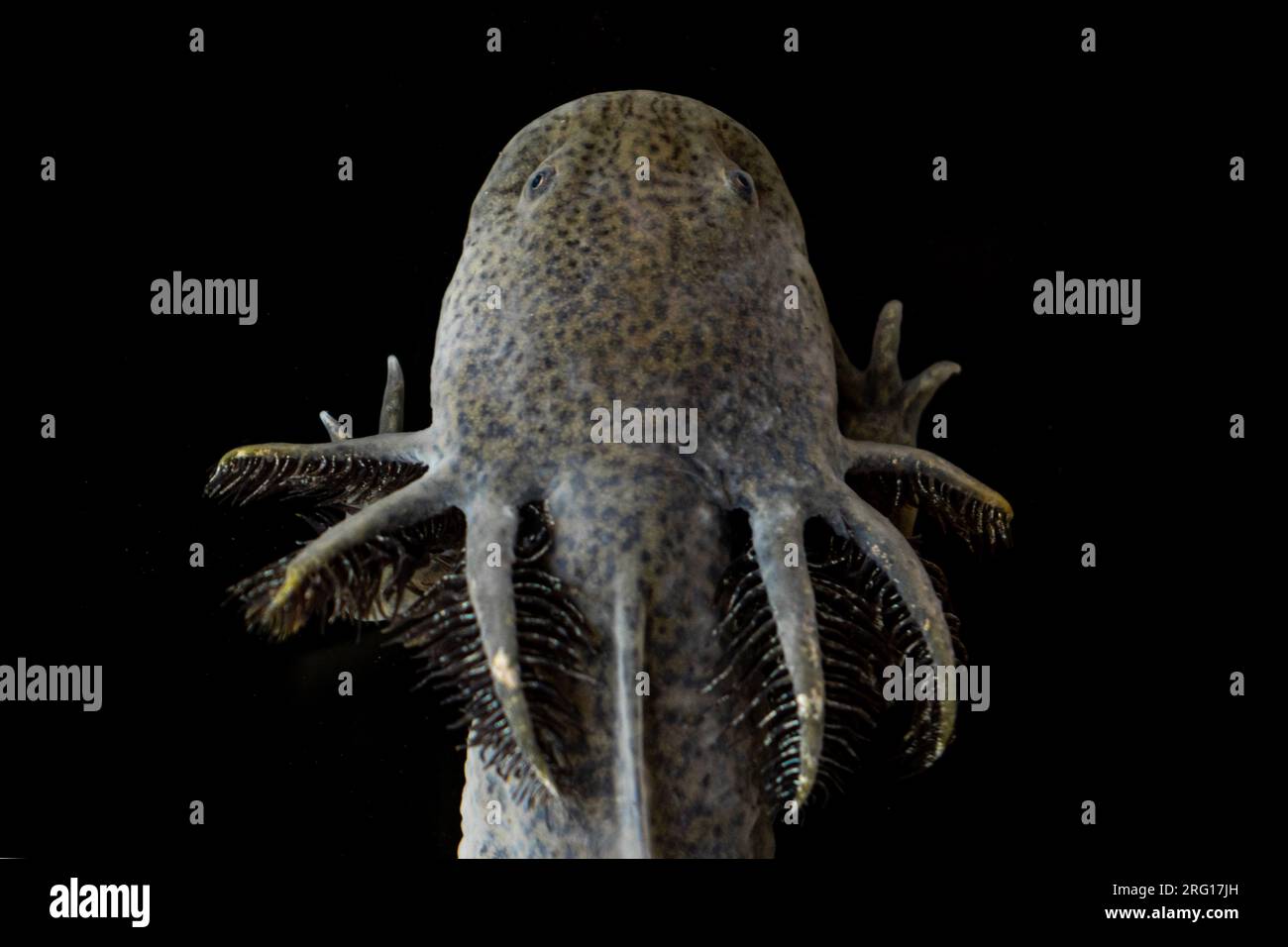 Top view closeup of grown up Mexican Axolotl salamander with eyes gray ...