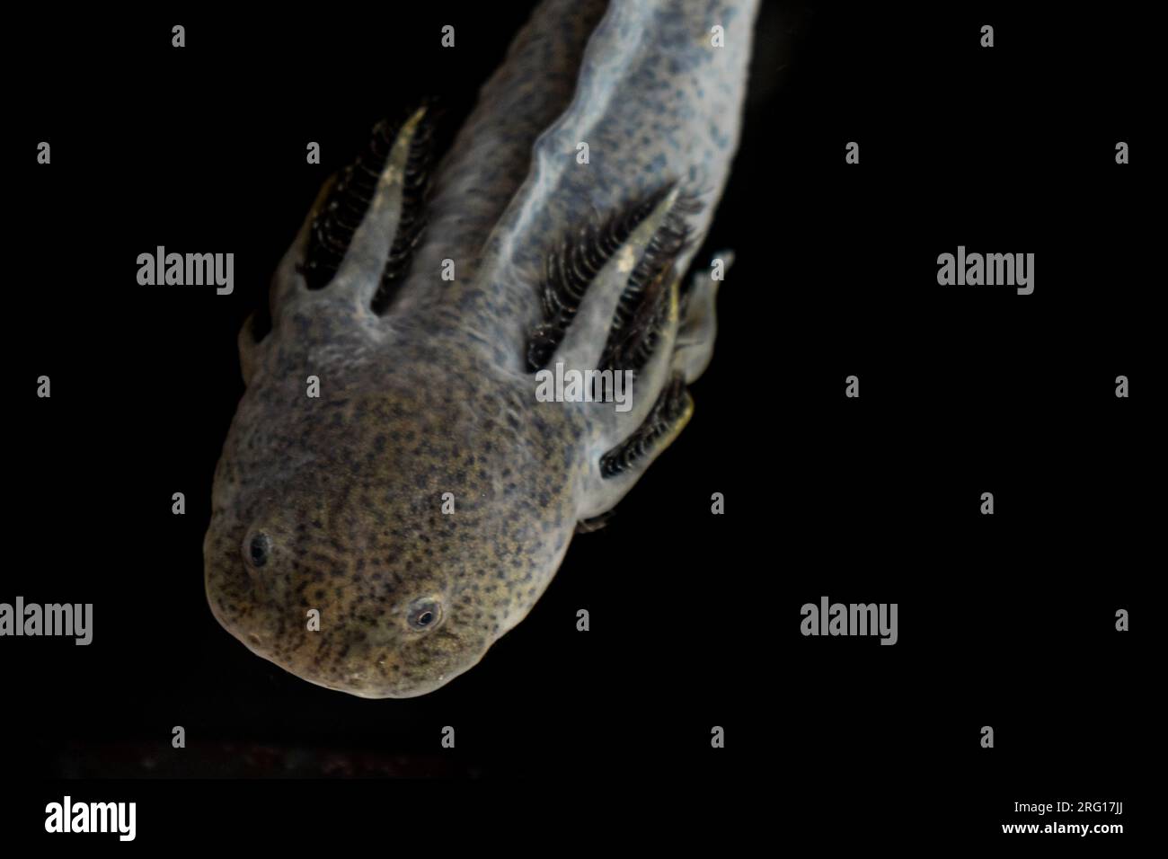 Top view closeup of grown up Mexican Axolotl salamander with eyes gray ...