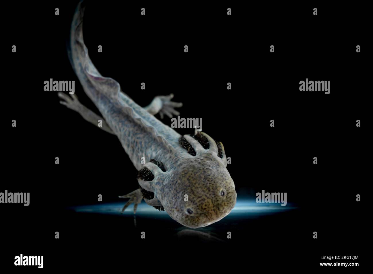 Closeup of grown up Mexican Axolotl salamander with eyes gray skin ...