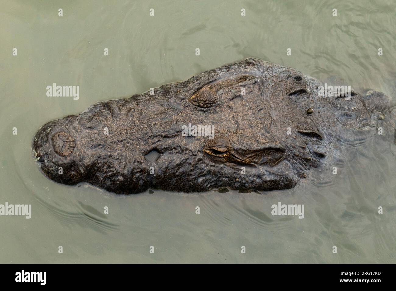 Top view of crop crocodile looking away while swimming in natural ...